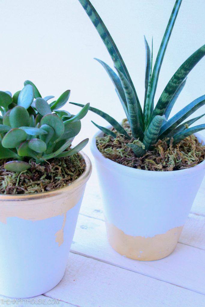 DIY Gold Leaf Plant Pots | The Happy Housie