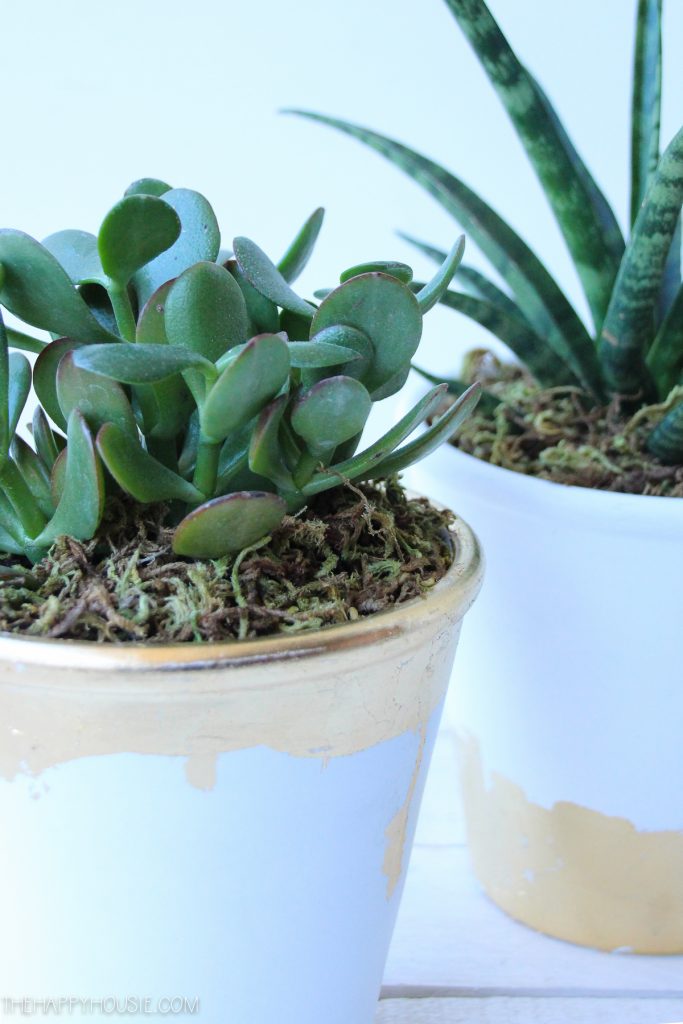 DIY Gold Leaf Plant Pots | The Happy Housie